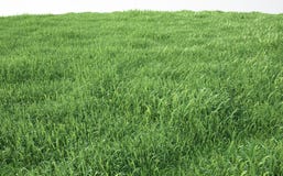 Perspective Of Grass On Ground Stock Image - Image of nature, field ...