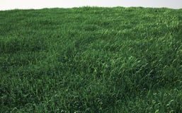 Grass Perspective Stock Photos - Royalty Free Stock Images