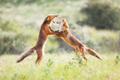 Fighting foxes stock photo. Image of natuur, fighting - 17580498