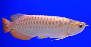 Glass Asia Dragon Red Color Isolated Stock Image - Image: 20207861