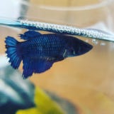 Fighter-fish#3 stock photo. Image of swimming, deep, water - 303238