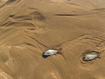 Dry Fish On Desert Floor Stock Photography - Image: 21470262