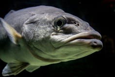 Fish Looks Like Human Face Stock Images - Image: 4548584
