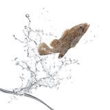 Red Fish Jumping Stock Photos - Image: 2107533