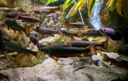 Fish Jumping Out Of Water Royalty Free Stock Photography - Image: 1198497