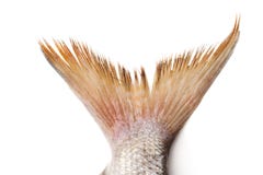 Fish Tail Stock Photos - Royalty Free Images