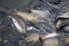 Bale Of Hay On Agriculture Field Stock Image - Image of golden, package ...