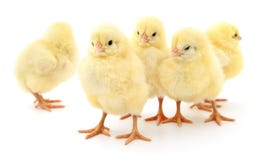 Five Yellow Chicks And One Chick Black Stock Photos - Image: 7678553
