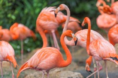 Flamingo Love Talk Stock Photo - Image: 3161290