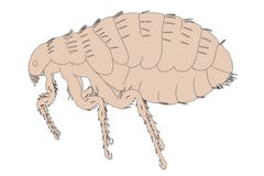 Cartoon Flea Stock Illustrations – 1,121 Cartoon Flea Stock ...