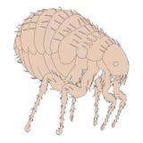 Cartoon Flea Stock Illustrations – 1,121 Cartoon Flea Stock ...