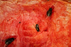 Garbage Flies Stock Illustrations – 65 Garbage Flies Stock ...