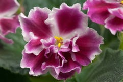 Flor violeta foto de archivo. Imagen de hermoso, vivienda - 40035402