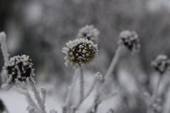 Flores Heladas Del Penstemon Foto de archivo - Imagen de mañana, frío ...
