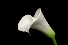 Kala Flower Stock Photos - Royalty Free Pictures