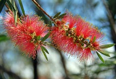 Callistemon Flowers Stock Images - Image: 19417494