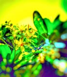 Chafa Stock Images - Download 36 Royalty Free Photos