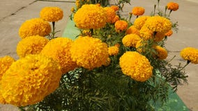 Marigolds stock image. Image of cheerful, leaves, annual - 93568489