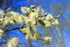 Willow Shoots Royalty Free Stock Photos - Image: 18951098
