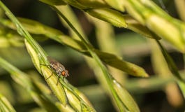 Flies in Rice stock image. Image of prabang, asia, luang - 23394683