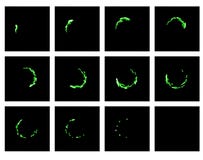 Sprites Of A Bean Sprout Flying. Bean Sprout Flying Sprite Sheet ...