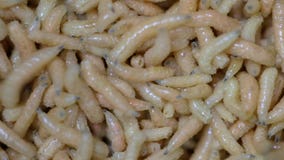Crawling white maggots stock footage. Video of crawling - 119602268