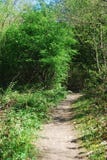Secret Path, Tunnel Through Undergrowth On Footpath. Brambles Et Stock ...