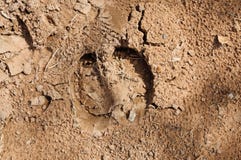 Cattle Footprint Stock Photo - Image: 46745717