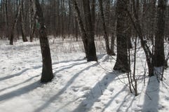 Early Spring In Forest, Sunny March Landscape Stock Photo - Image: 49103631