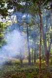 Forest Haze Stock Photography - Image: 2326092