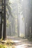 Nature. Path In Forest With Sunshine Stock Photo - Image: 8241130