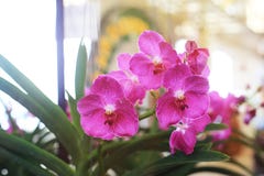 Orchidée Vanda rose photo stock. Image du lumineux, thailand - 38665422