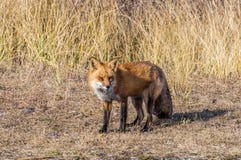 Fox Without A Tail stock photo. Image of mammal, paws - 37568964
