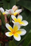 Frangipani flowers stock photo. Image of beauty, bloom - 6169310