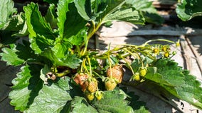 Árbol De Fresa Imagen de archivo libre de regalías - Imagen: 30986116