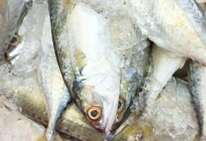 Hake Fish Head Stock Photos, Images, & Pictures - 95 Images