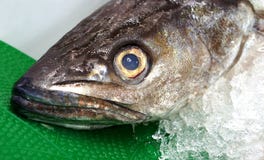 Hake Fish Head Stock Images - 136 Photos