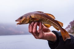 Man Fishing For Cods At Sea Stock Image - Image of middle, fishing: 6152057