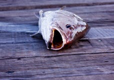 Fraser Island Dingo On Beach Stock Image - Image of wild, beach: 25071093