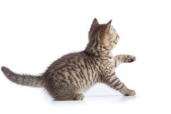 Cat Back View stock photo. Image of isolated, white, view - 18670916