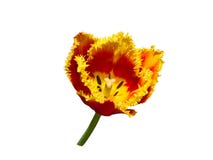 Fringed Tulip Fabio Stock Photos - Image: 35619183