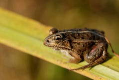 Ugly Frog Stock Photos - Royalty Free Images