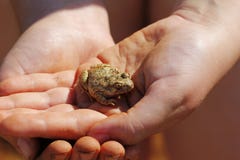 Hands With A Frog Stock Photo - Image: 55466843
