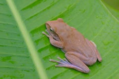 Sleeping Frog Stock Photos, Images, & Pictures - 98 Images
