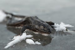 Hibernation. Frozen Frog In Its Winter Habitat Stock Photos - Image ...
