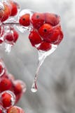Frozen Fruit Stock Photos - Download 65,377 Images