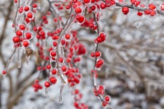 Frozen Fruit Stock Photos - Download 65,377 Images