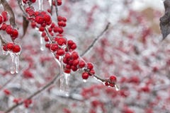 Frozen Fruit Stock Photos - Download 65,377 Images