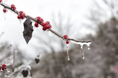 Frozen Fruit Stock Photos - Download 65,377 Images