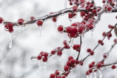 Frozen Fruit Stock Photos - Download 65,377 Images